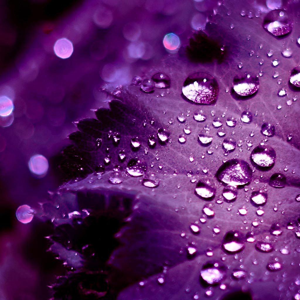 The Meaning Of Purple The Purple Store s Purple Blog